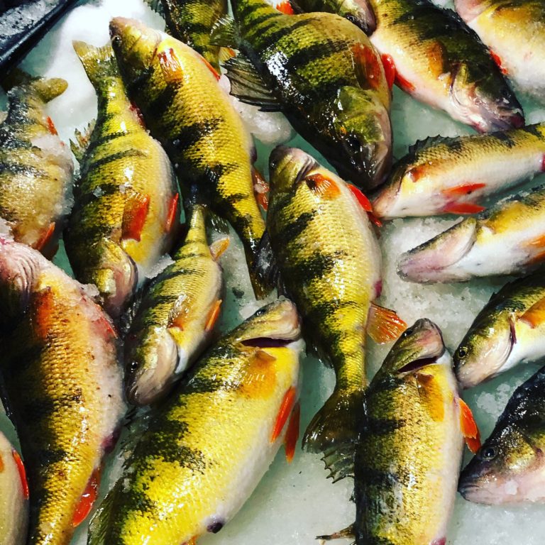 Northern Michigan Jumbo Perch - Storm Hawk Sport Fishing